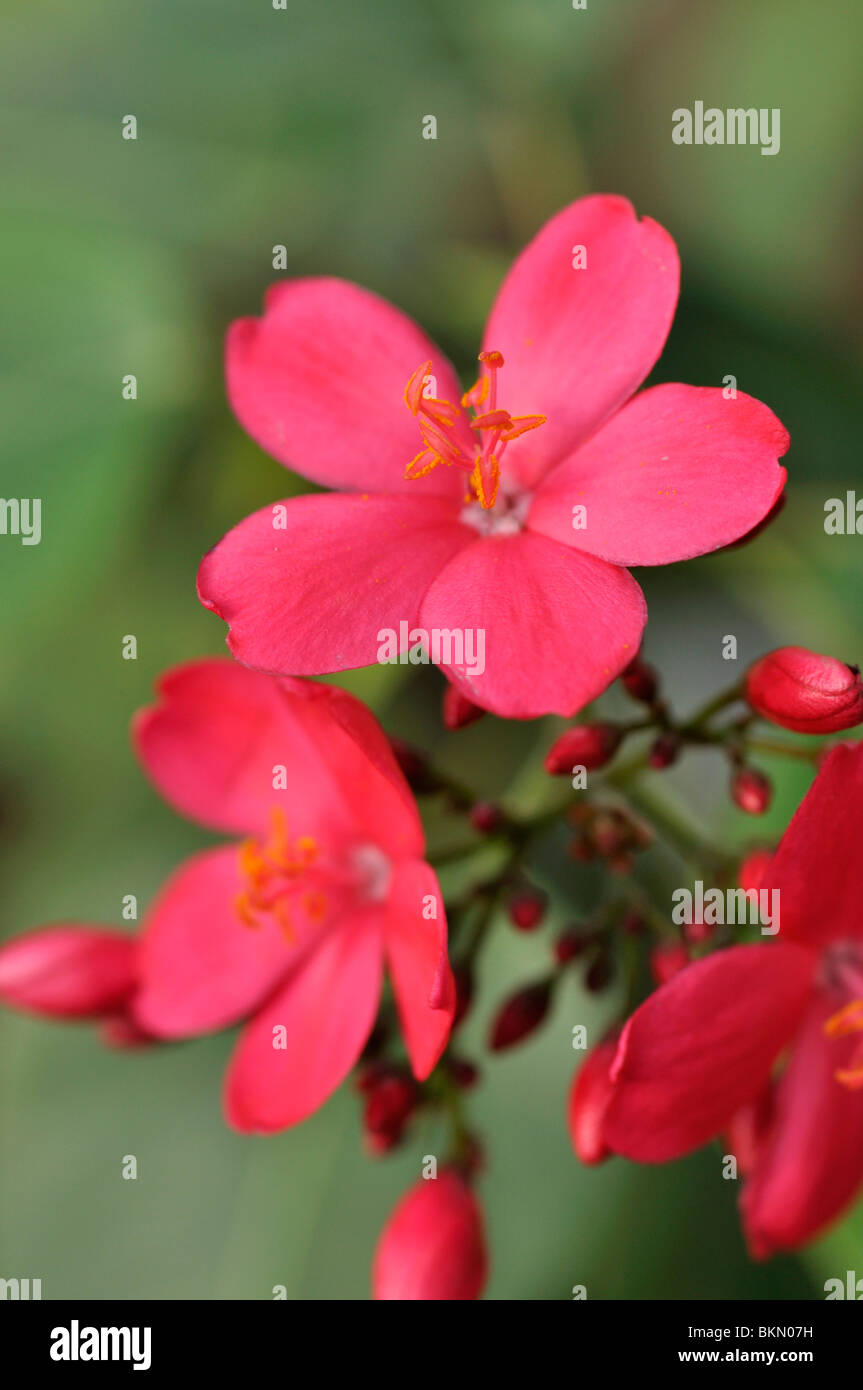 Jatropha integerrima hi-res stock photography and images - Alamy