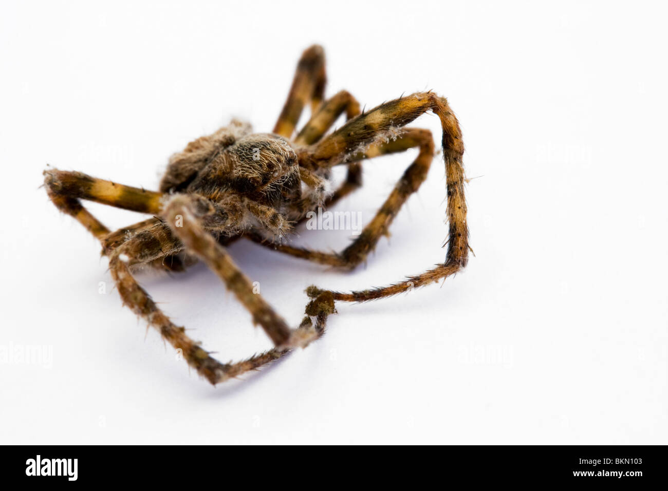 dead spider isolated on a white background Stock Photo - Alamy