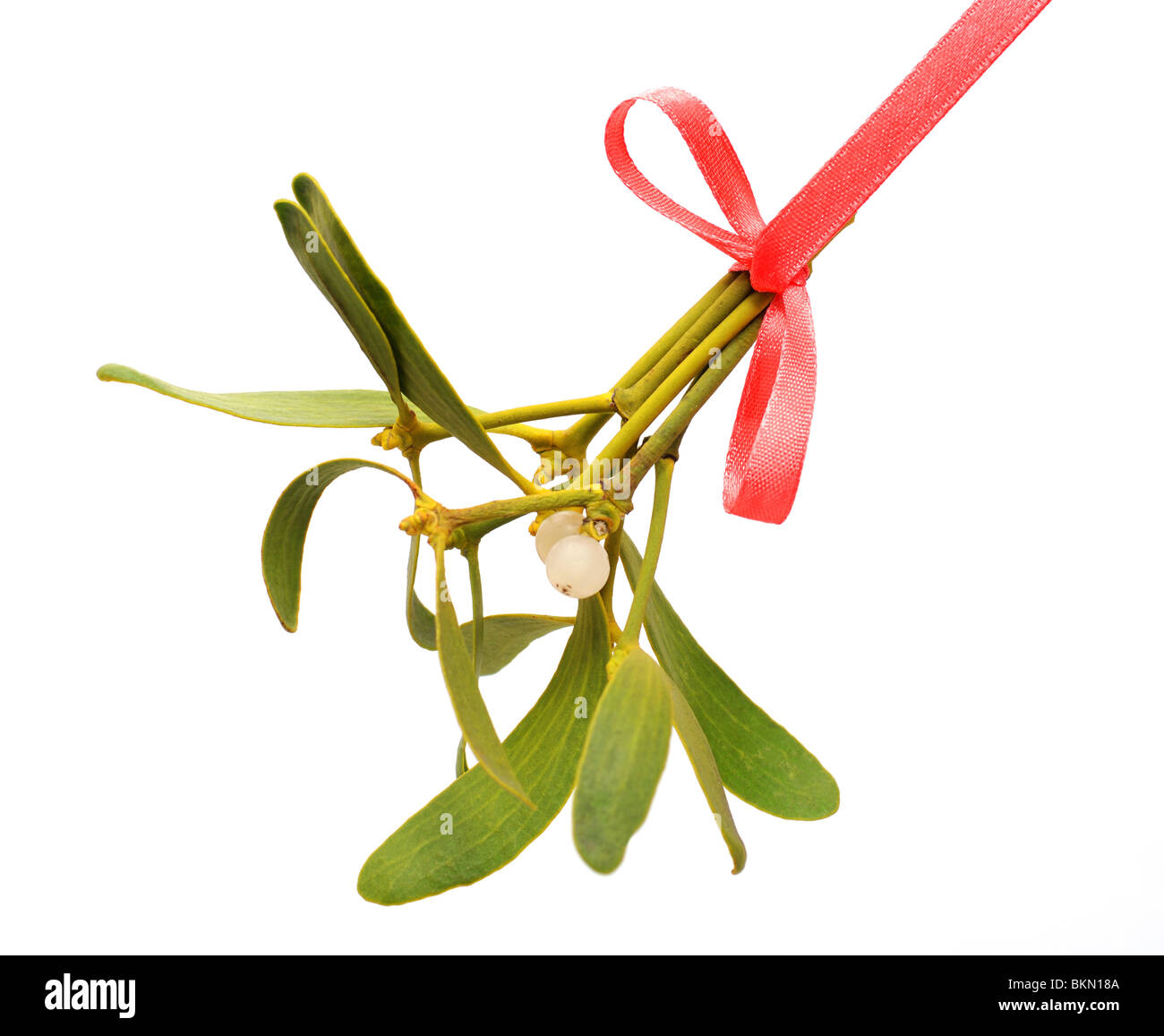 Mistletoe bunch red ribbon Cut Out Stock Images & Pictures - Alamy