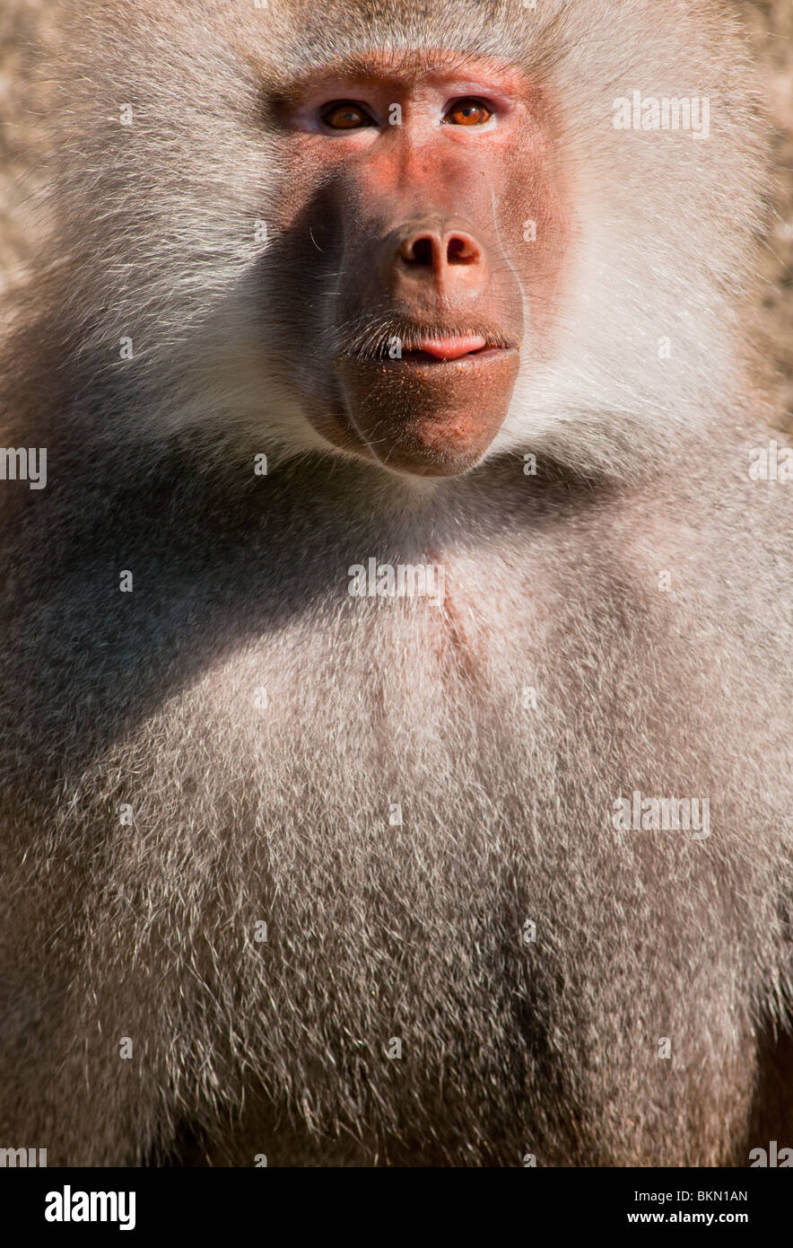 Hamadryas baboon male Papio hamadryas Ethiopia Africa Stock Photo - Alamy