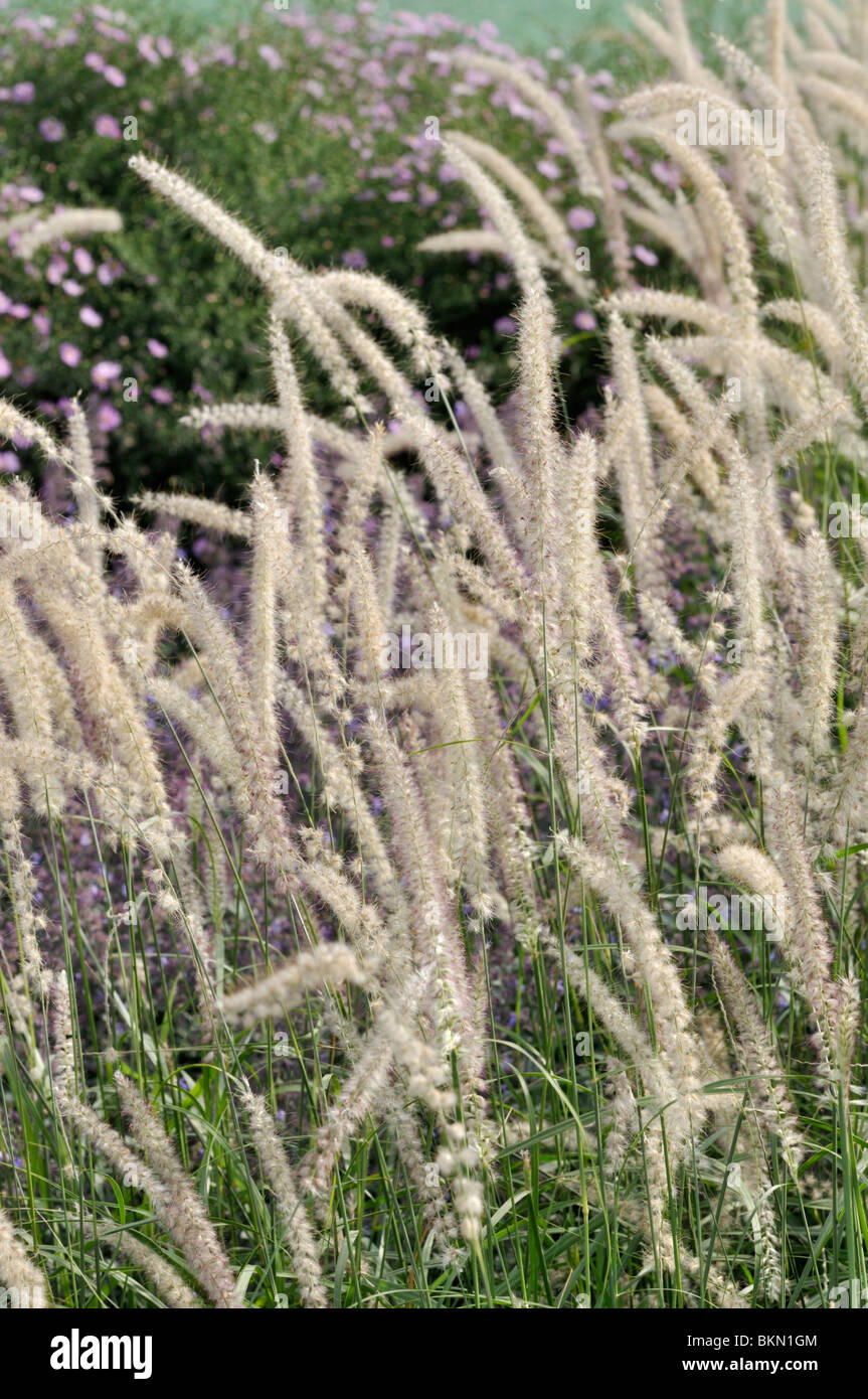 Fountain grass (Pennisetum orientale Stock Photo - Alamy