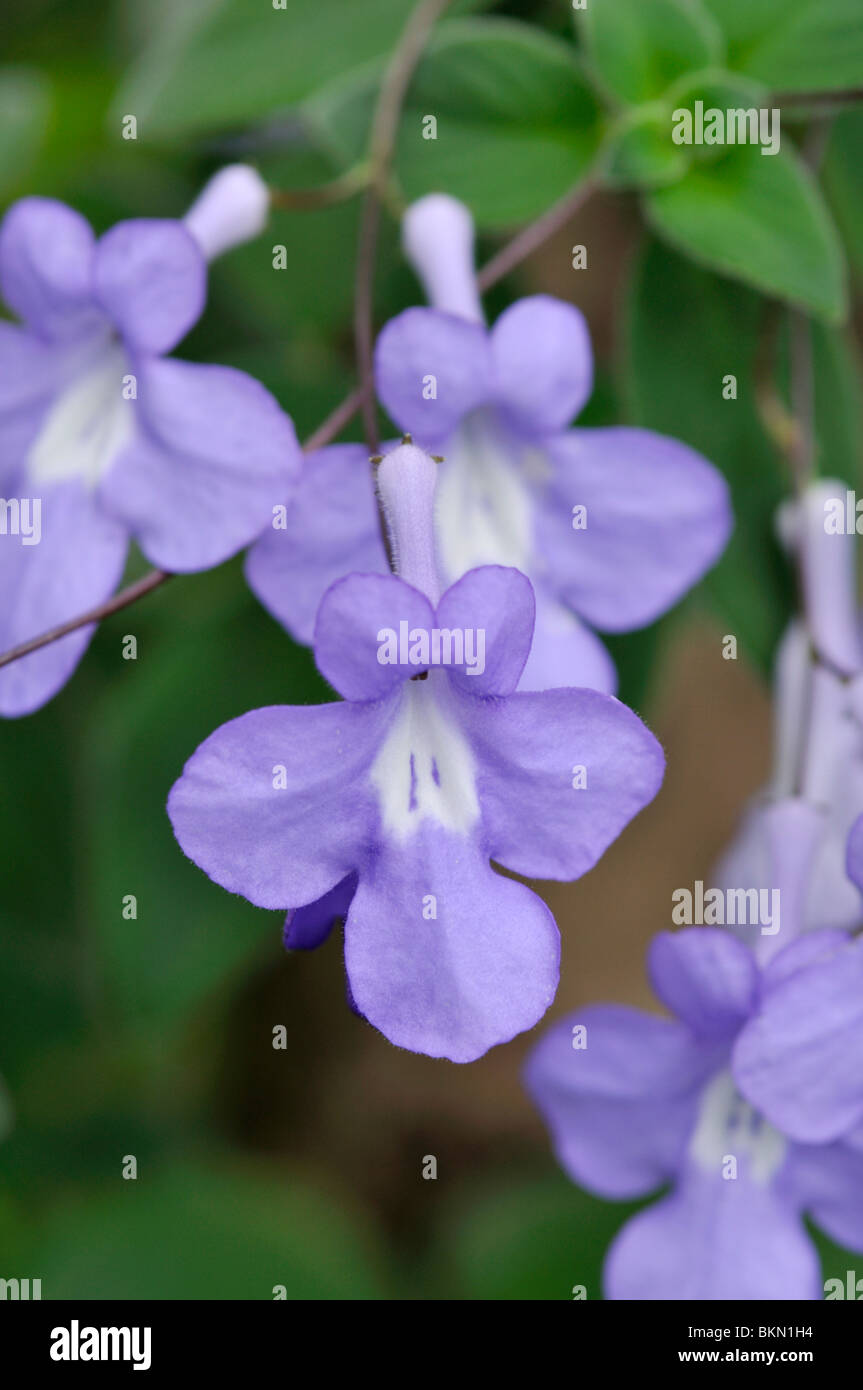 Cape primrose (Streptocarpus Stock Photo - Alamy