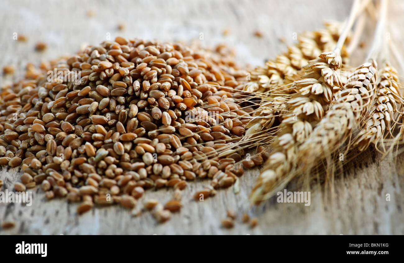 Closeup on pile of organic whole grain wheat kernels and ears Stock ...