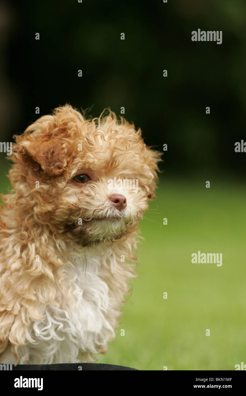 Bolonka zwetna Portrait Stock Photo - Alamy