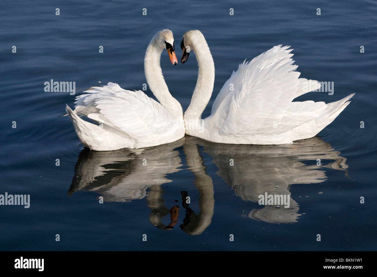 Mating mute swans hi-res stock photography and images - Alamy