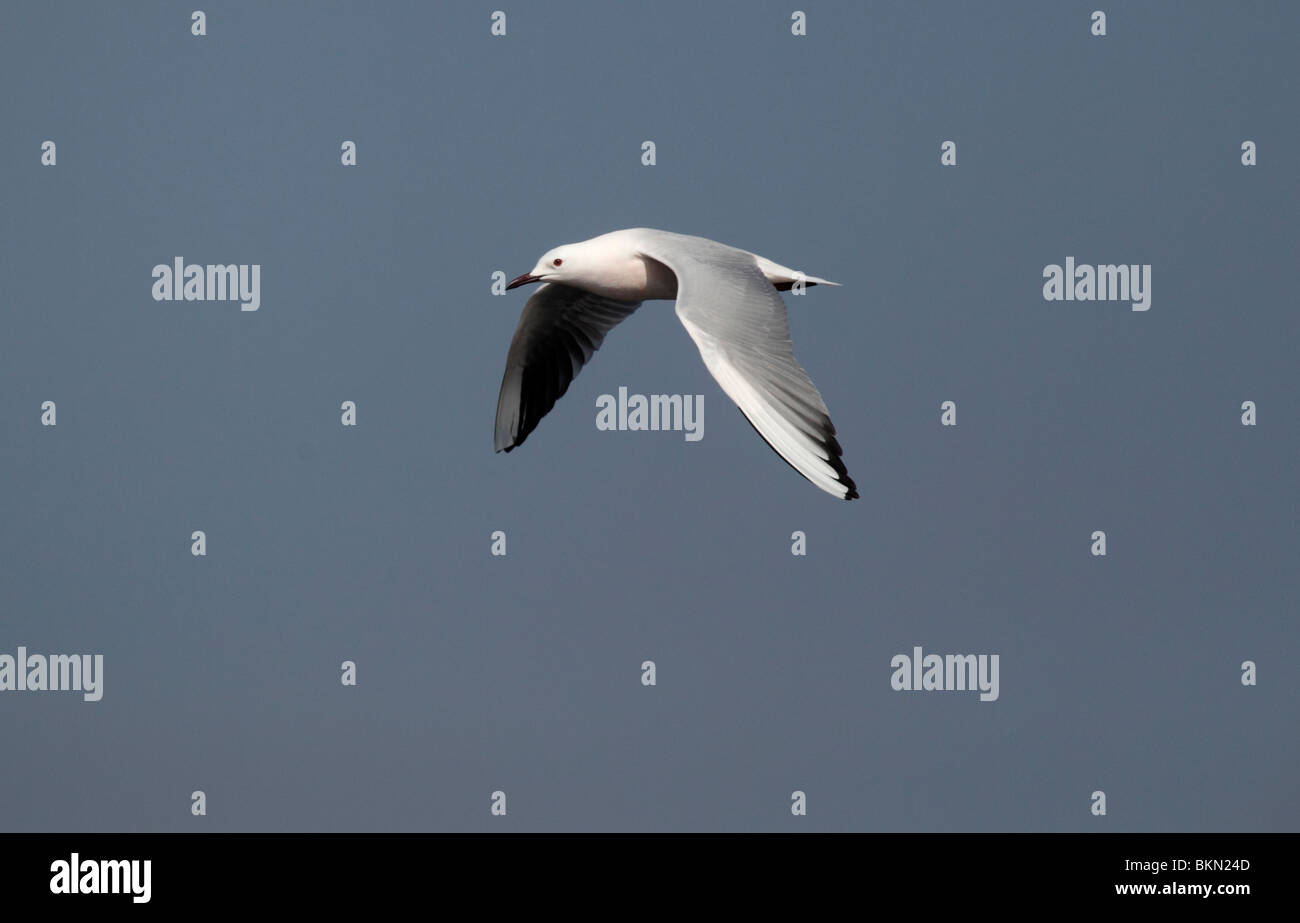 Slender-billed gull, Larus genei, single bird in flight against sky ...