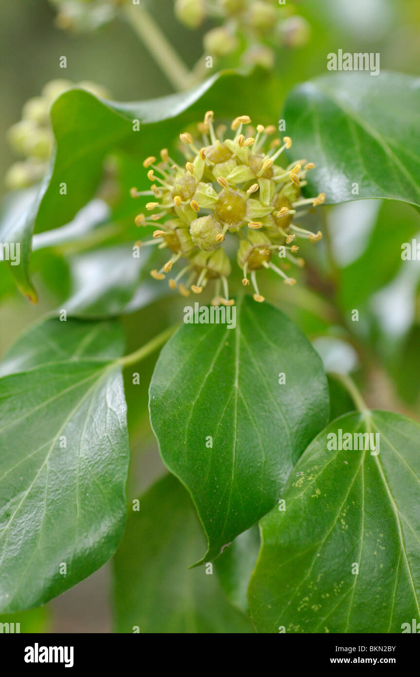 Hedera Helix Flower