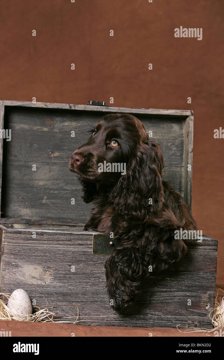 Chocolate brown cocker spaniel hi-res stock photography and images - Alamy