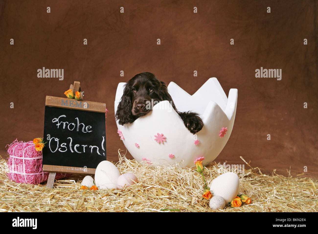 Chocolate brown cocker spaniel hi-res stock photography and images - Alamy