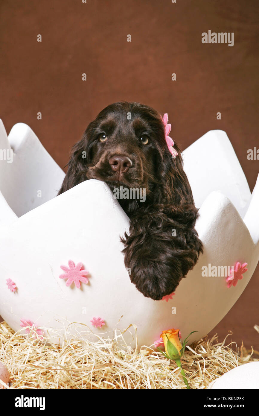 Cocker Spaniel at Easter Stock Photo - Alamy
