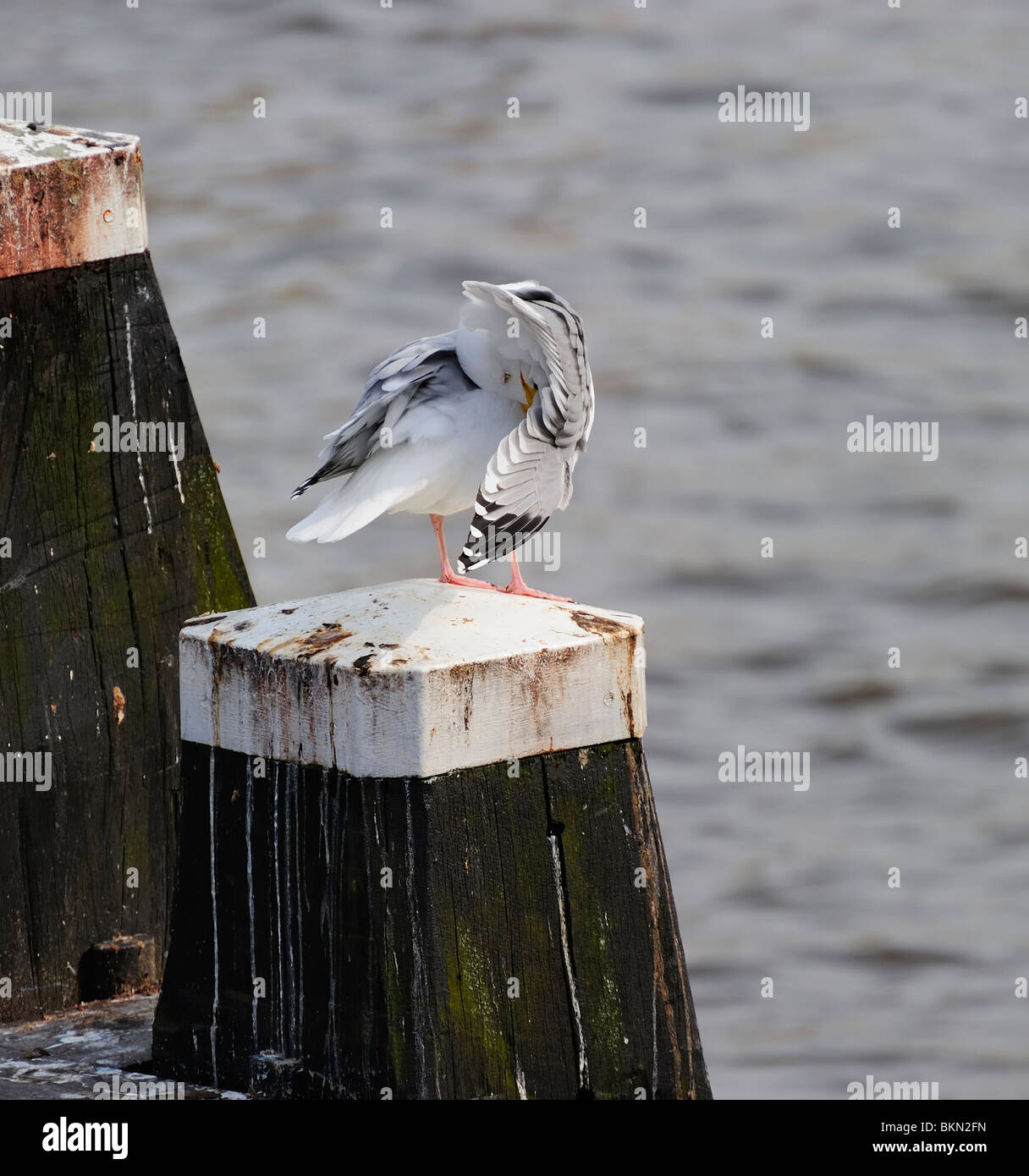 Animal water feature hi-res stock photography and images - Alamy