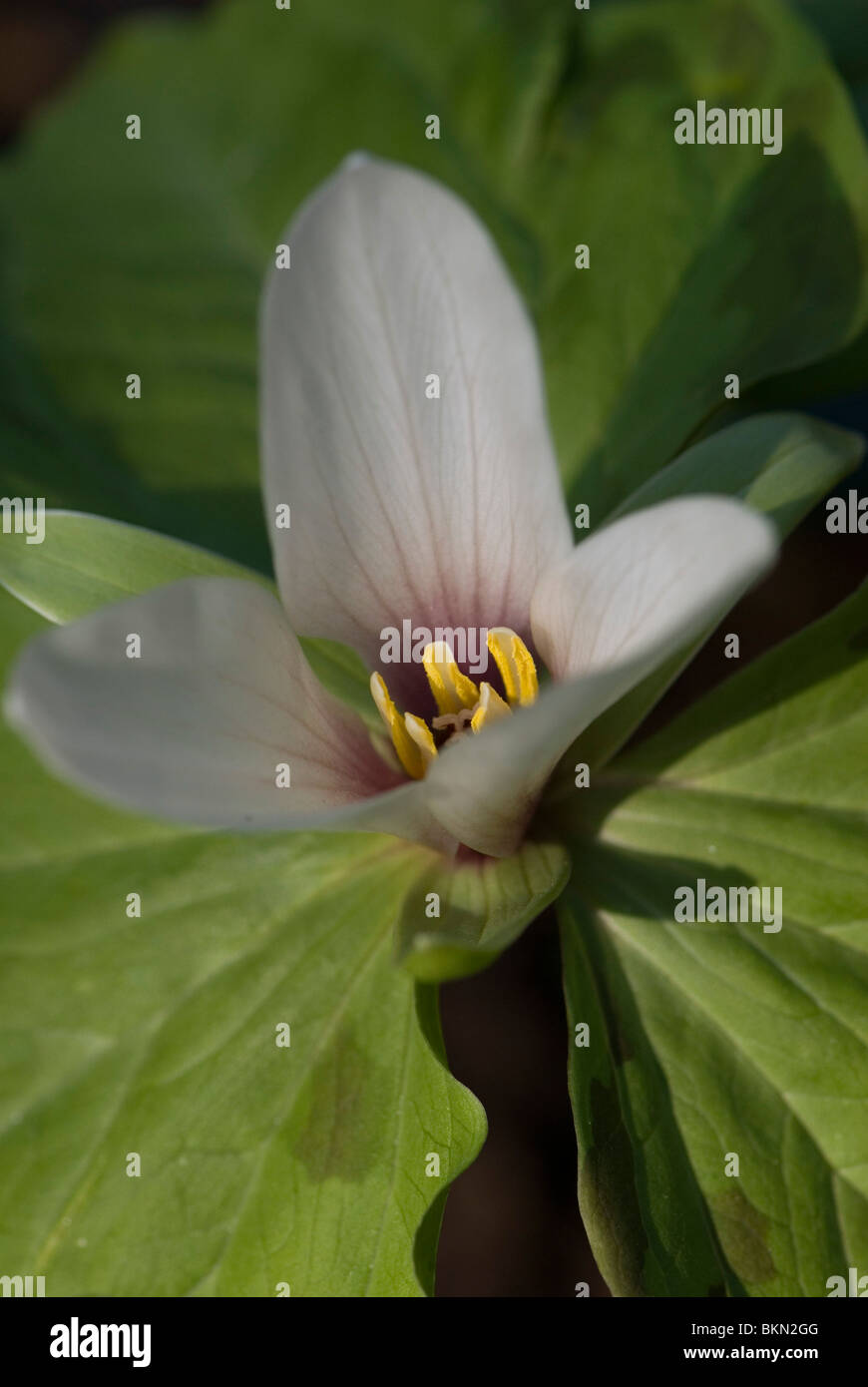 Tri flower hi-res stock photography and images - Alamy