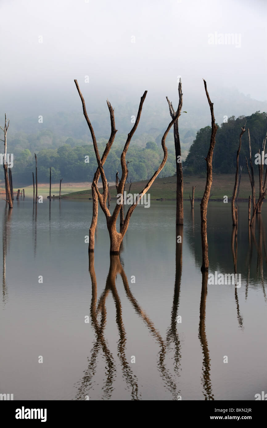 Periyar Lake Reserve in mumnar Kerala state india Stock Photo - Alamy