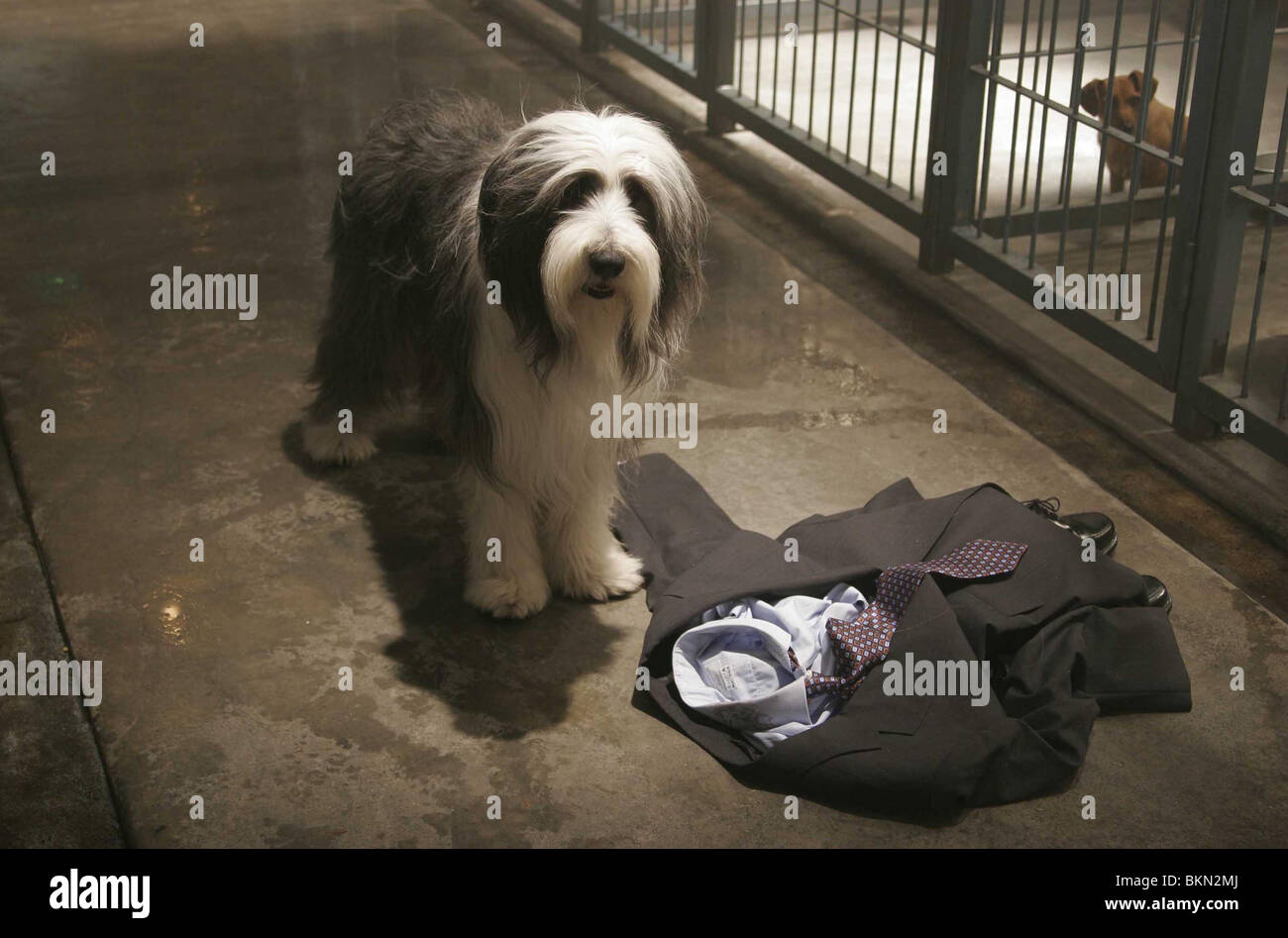 THE SHAGGY DOG (2006) CREDIT DISNEY SHGG 001-18 Stock Photo - Alamy