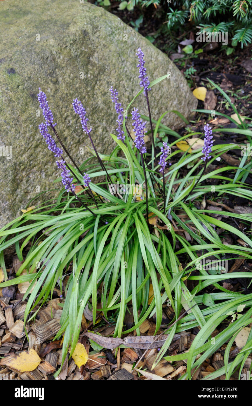 Big blue lily turf (Liriope muscari Stock Photo - Alamy