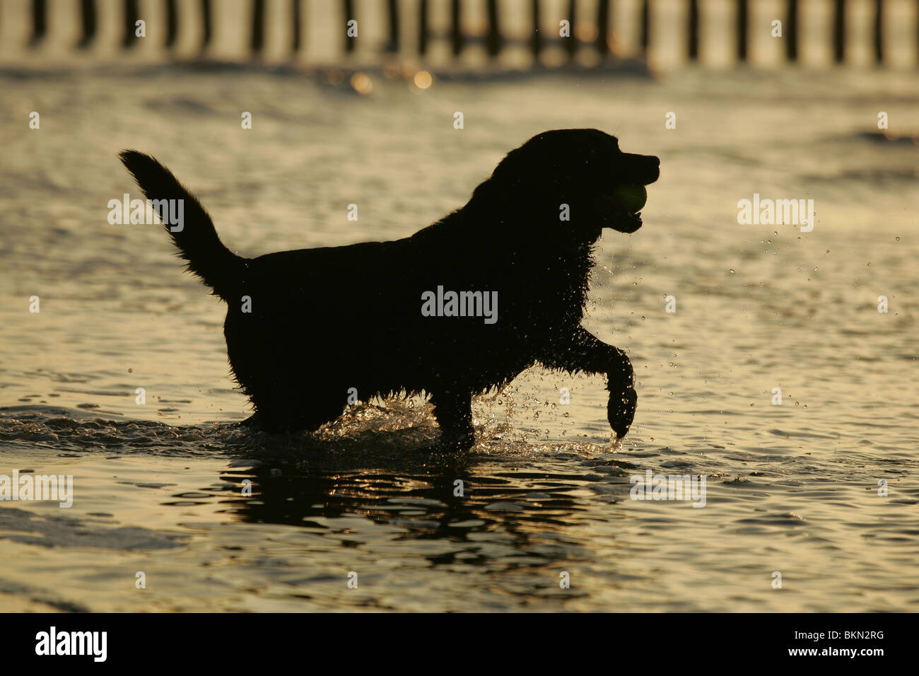 Black labrador running with ball hi-res stock photography and images ...