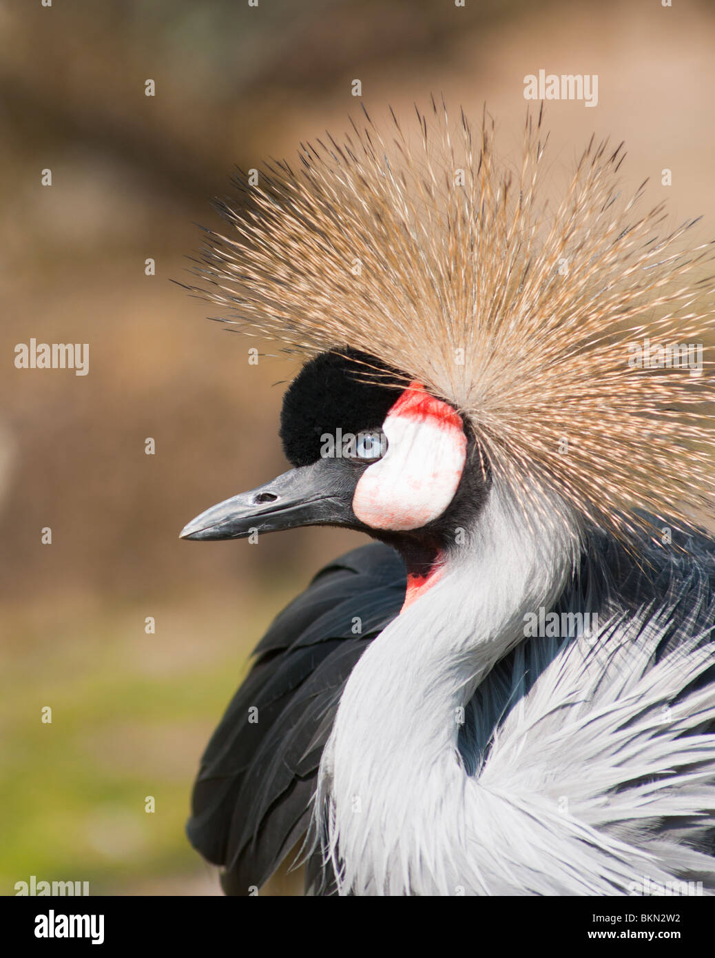 Grey Neck Crown Crane High Resolution Stock Photography and Images - Alamy