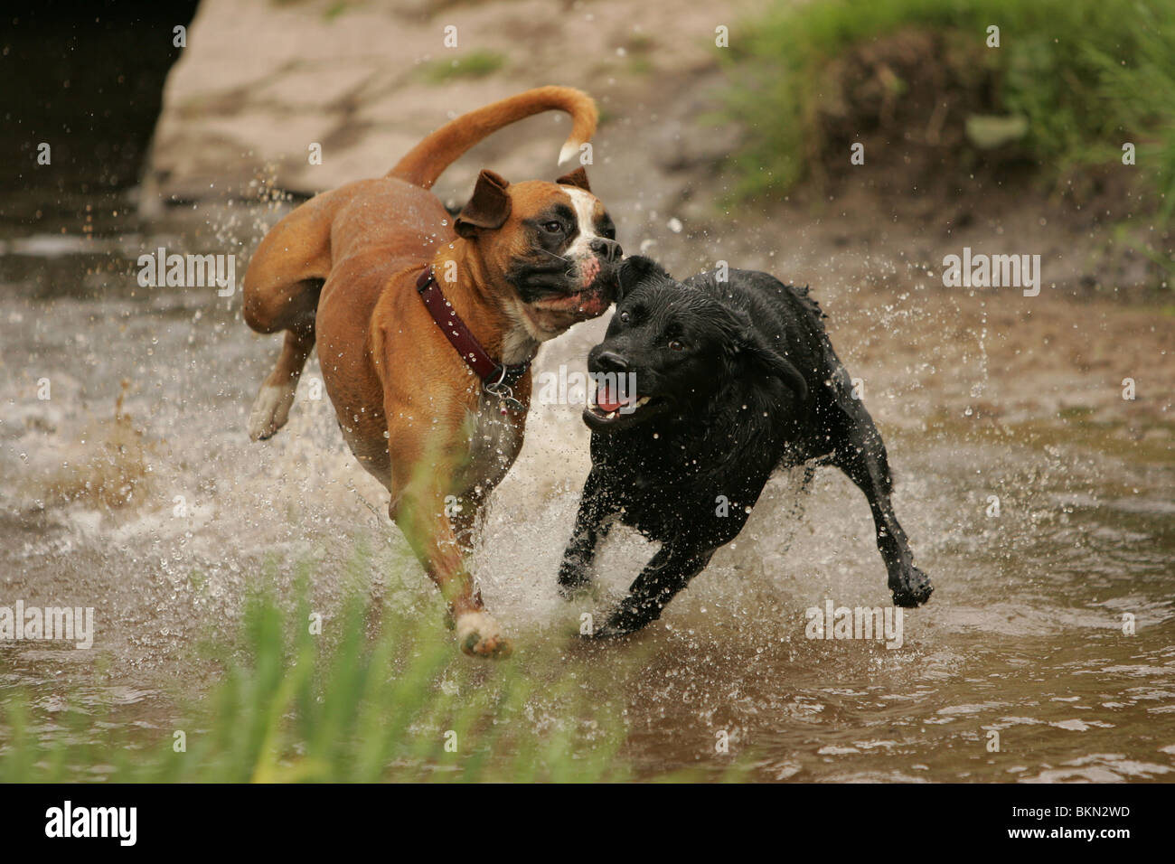German Boxer and Labrador Retriever Stock Photo - Alamy