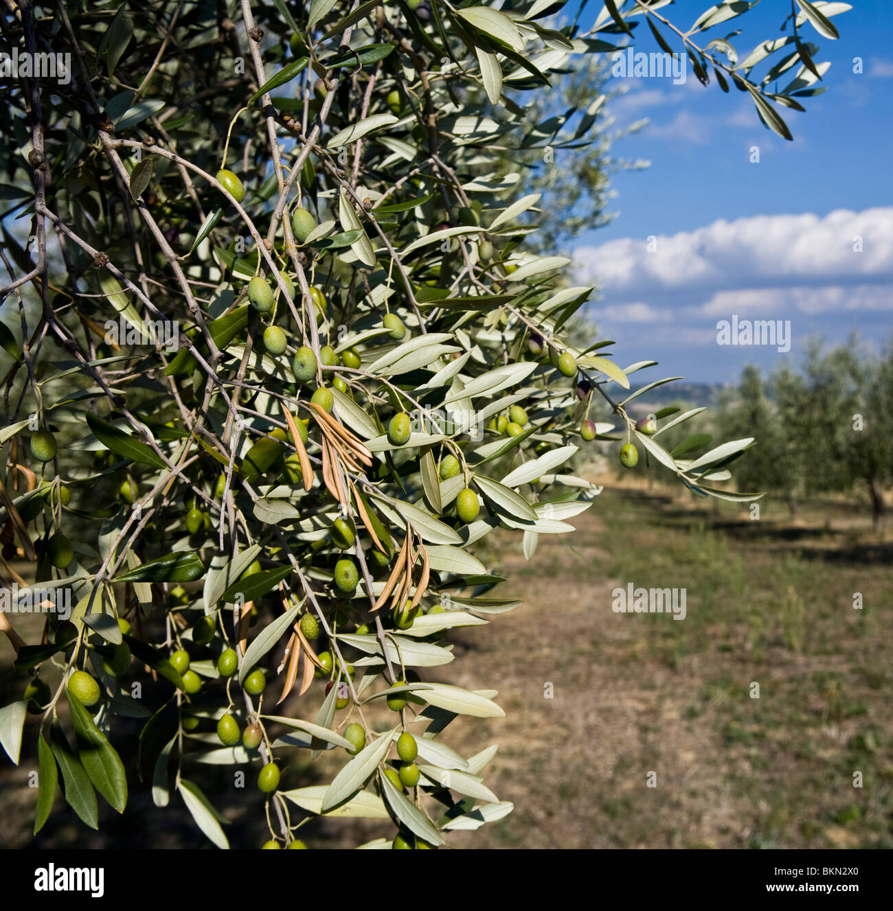 Olive trees italy hi-res stock photography and images - Alamy
