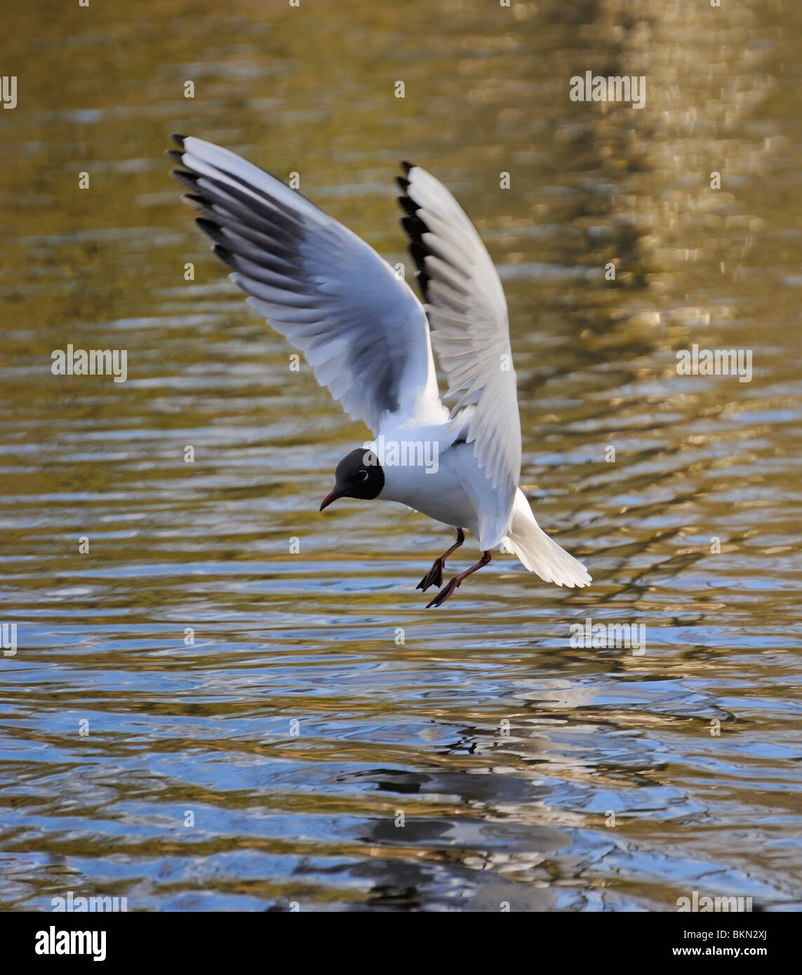 Wavy land hi-res stock photography and images - Alamy