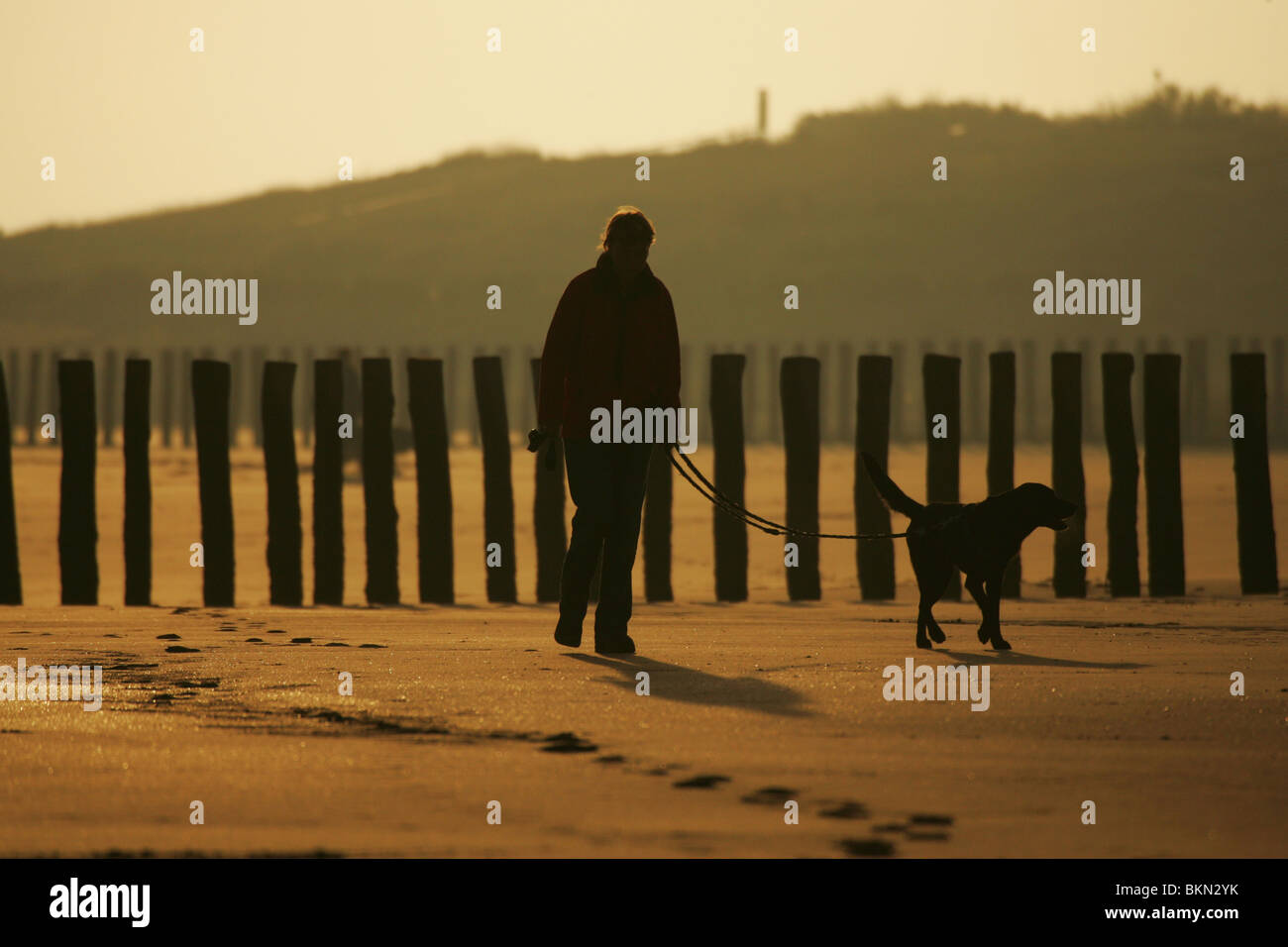 human with labrador retriever Stock Photo - Alamy