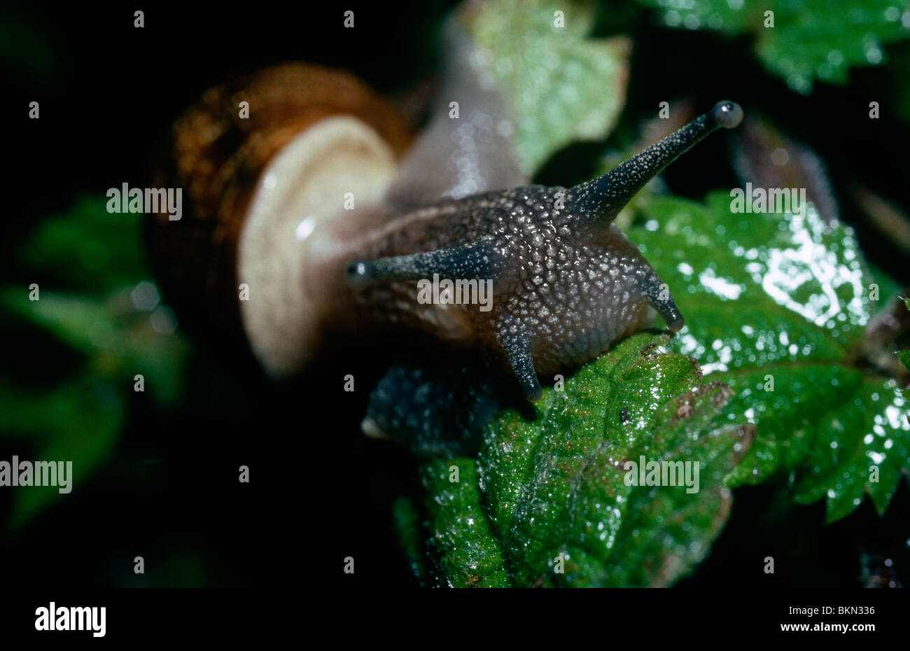 Helicidae helix aspersa hi-res stock photography and images - Alamy