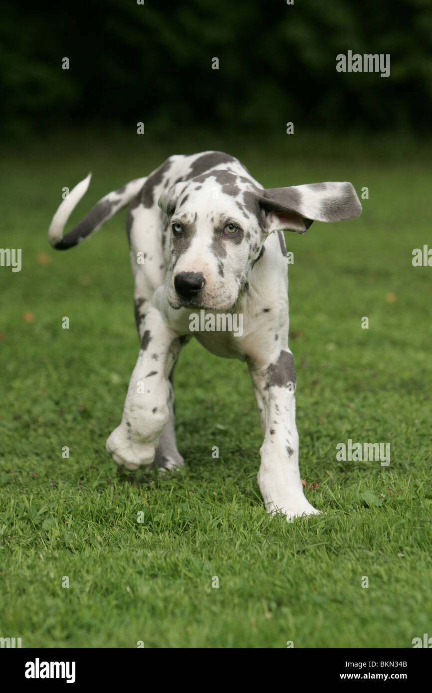 great dane puppy Stock Photo - Alamy