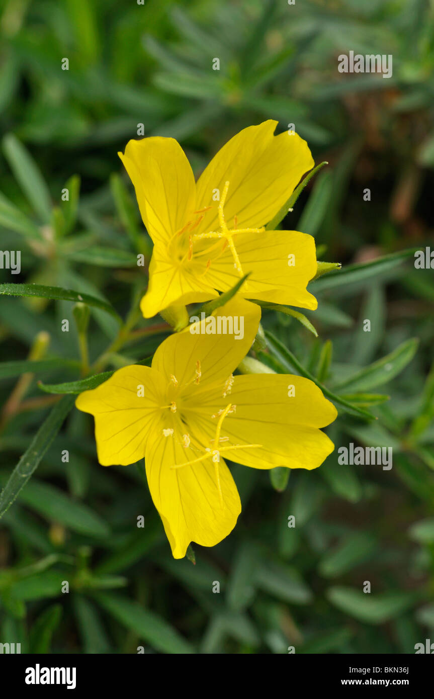 Evening primrose (Oenothera African Sun Stock Photo - Alamy
