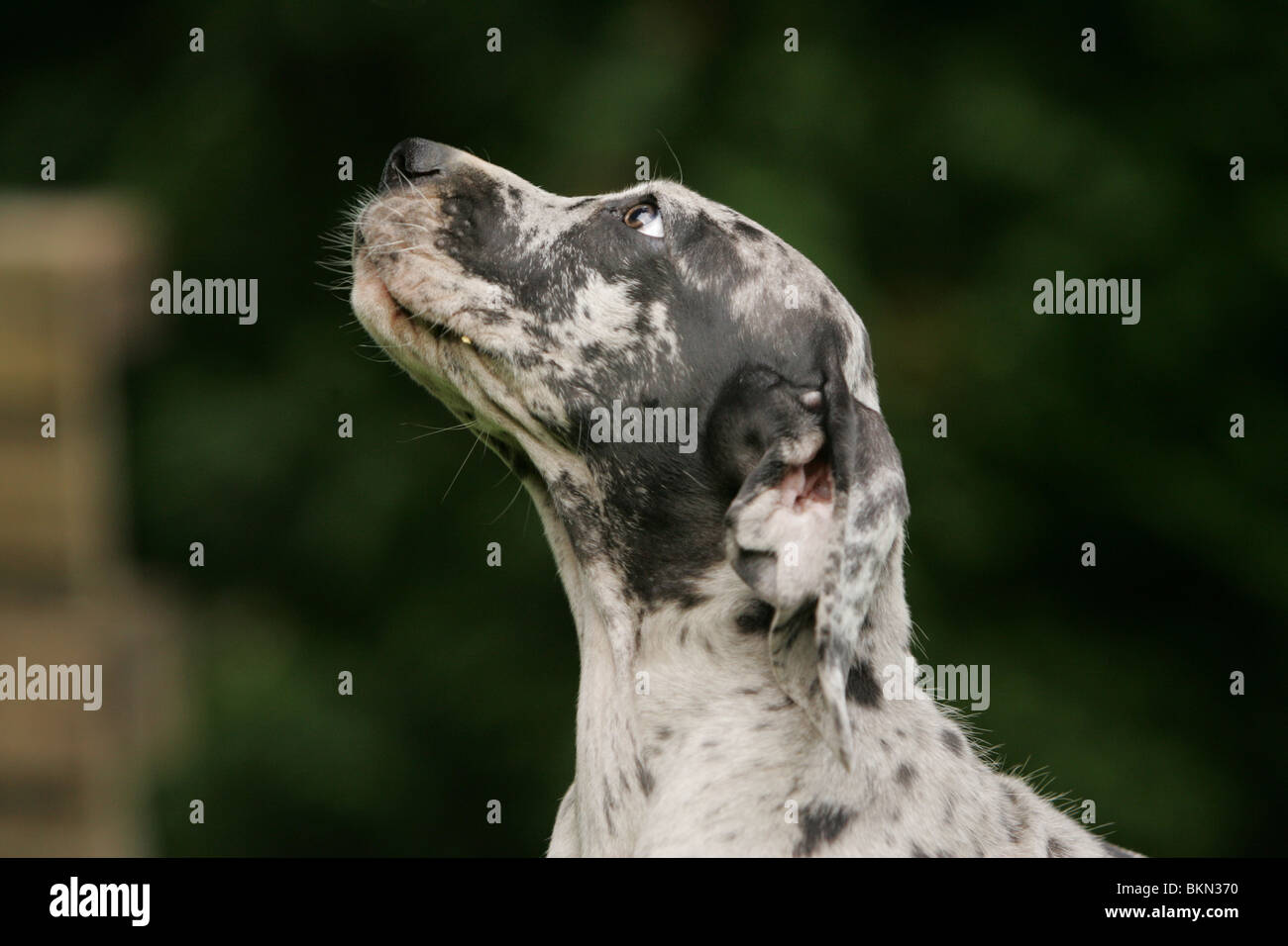 Great dane danes hi-res stock photography and images - Alamy