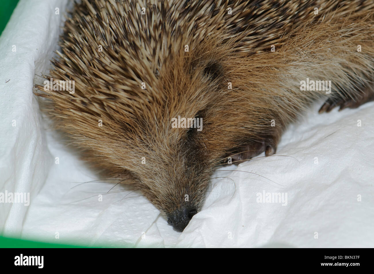 Damaged Hedgehog waiting to be released back in nature after healing ...