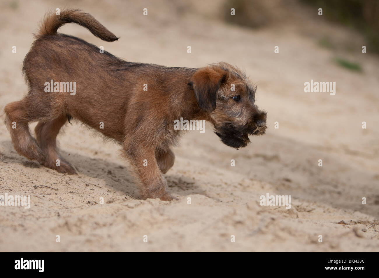 Baby irish terrier hi-res stock photography and images - Alamy