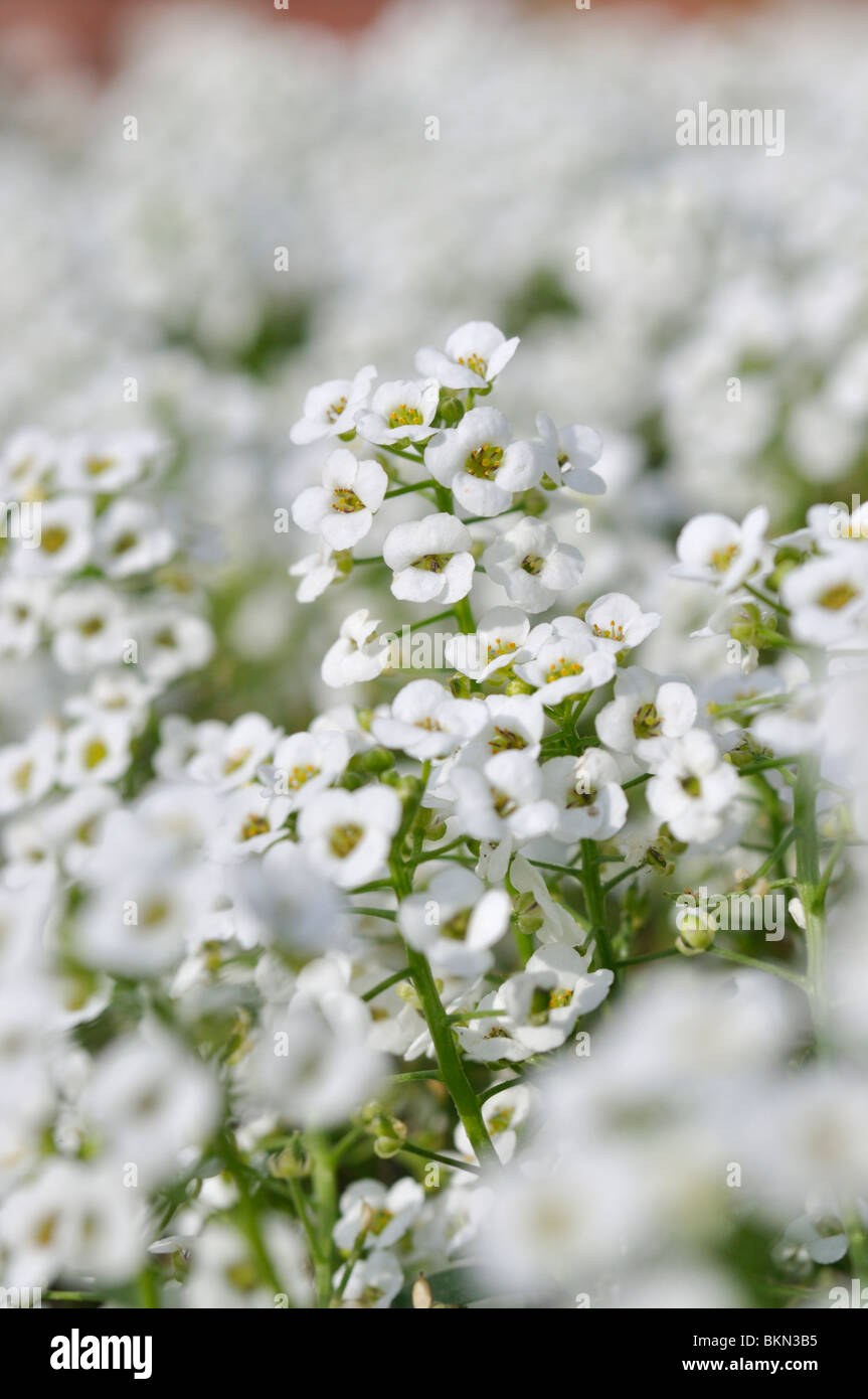 Sweet alyssum (Lobularia maritima Stock Photo - Alamy