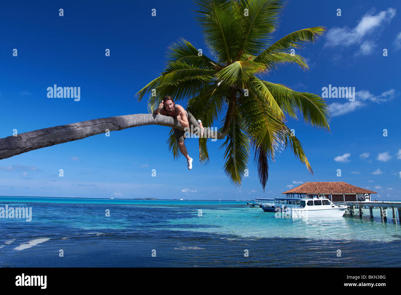 Handsome man is sitting on a palm tree Stock Photo - Alamy