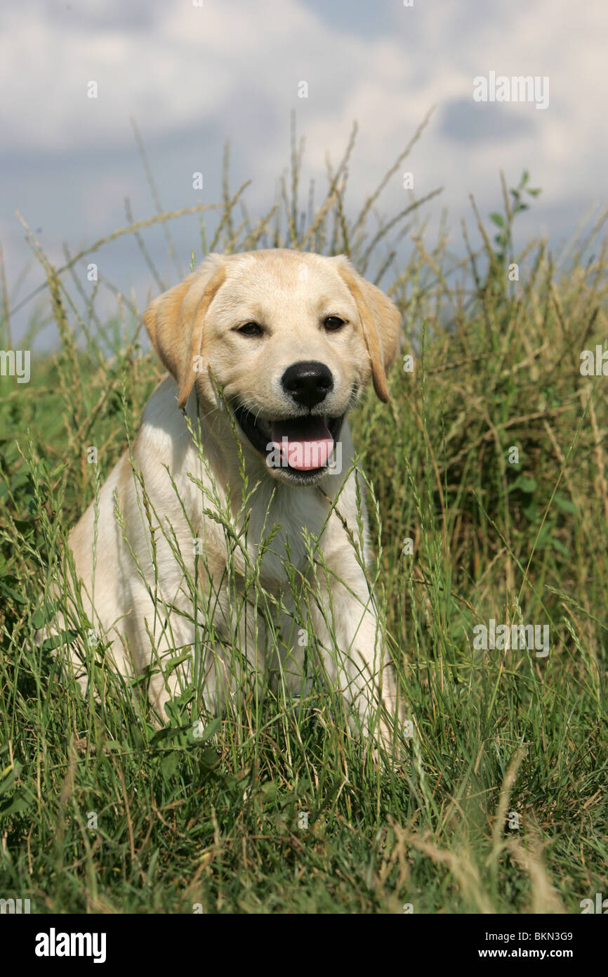 young labrador retriever Stock Photo - Alamy