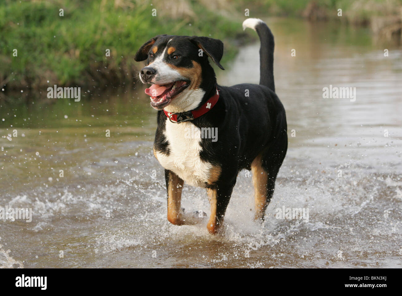 Big Splash Dog High Resolution Stock Photography and Images - Alamy
