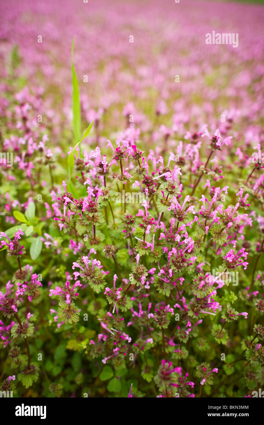 Lamier Amplexicaule High Resolution Stock Photography and Images - Alamy