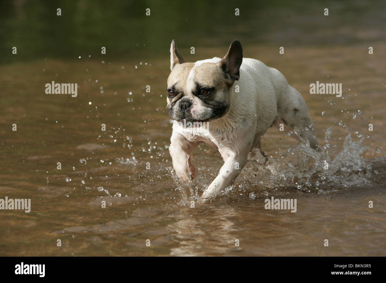 Bathing french bulldog hi-res stock photography and images - Alamy