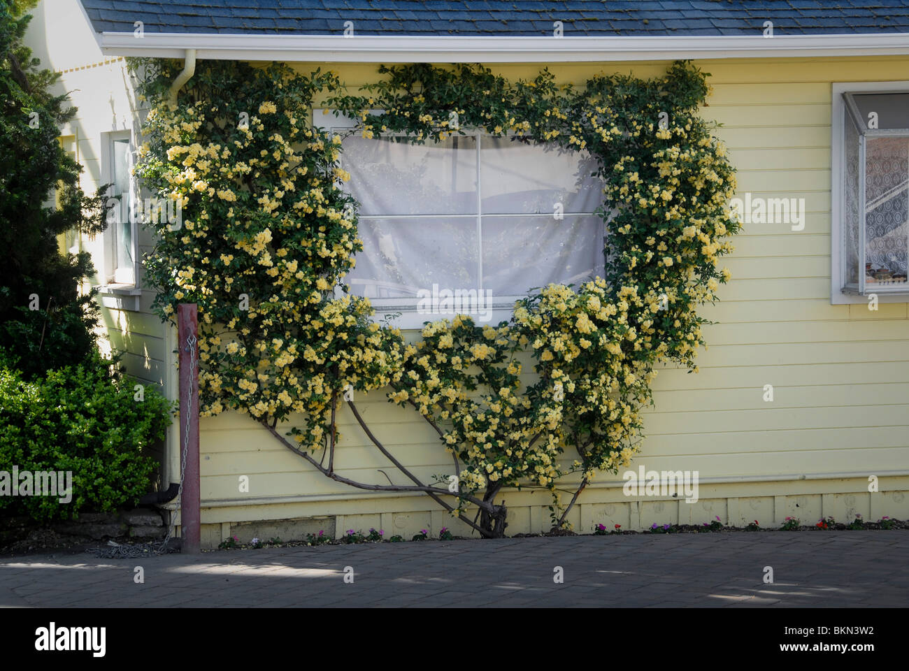 Rose around window hi-res stock photography and images - Alamy