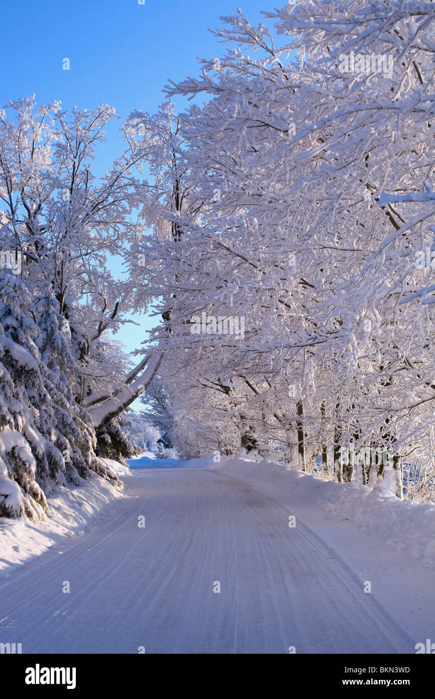 A Tree-Lined Road Covered With Snow In The Winter Stock Photo - Alamy