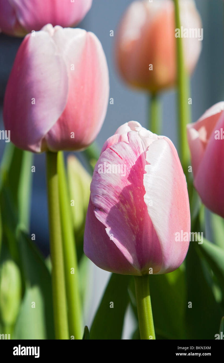 Pink flowering bulbs hi-res stock photography and images - Alamy