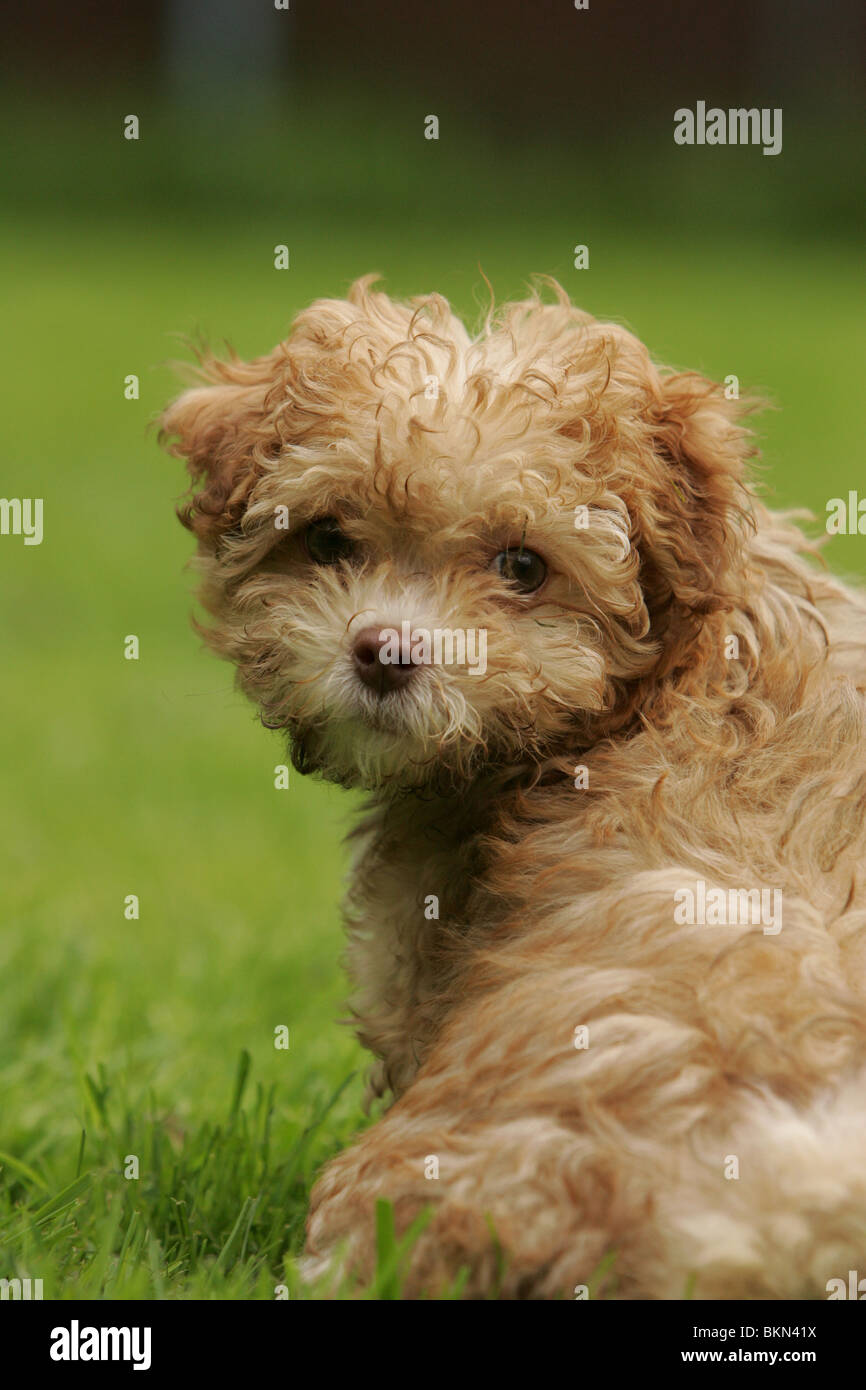 Bolonka zwetna Portrait Stock Photo - Alamy