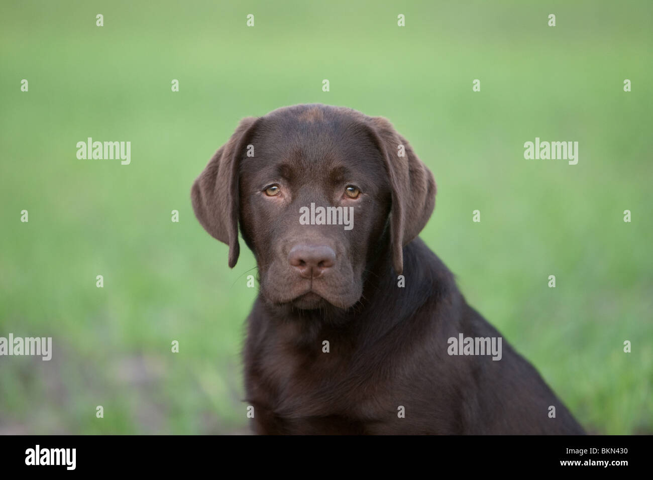 young Labrador Retriever Stock Photo - Alamy