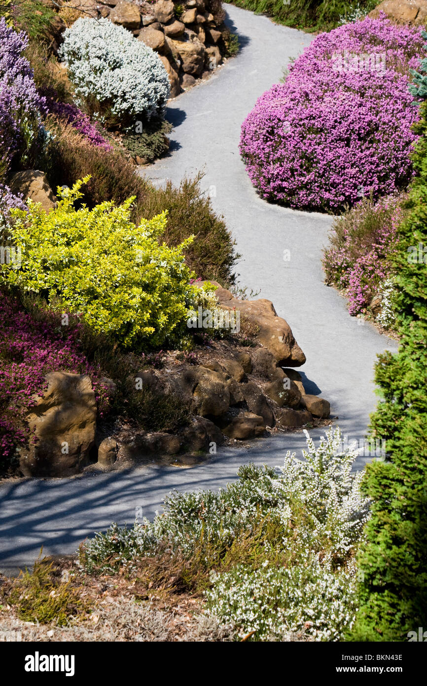 Heather blooms hi-res stock photography and images - Alamy