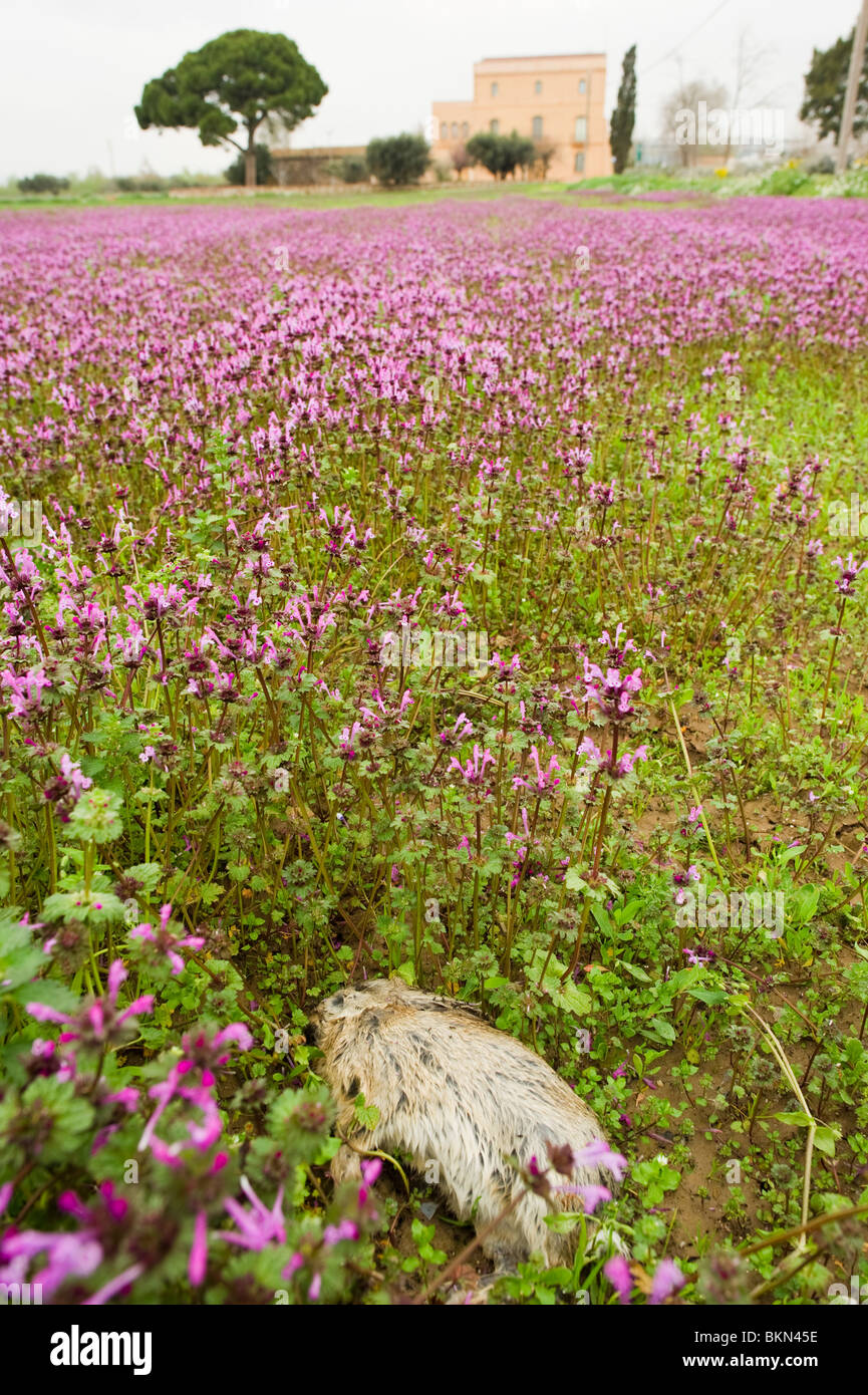 Death rabbit hi-res stock photography and images - Alamy