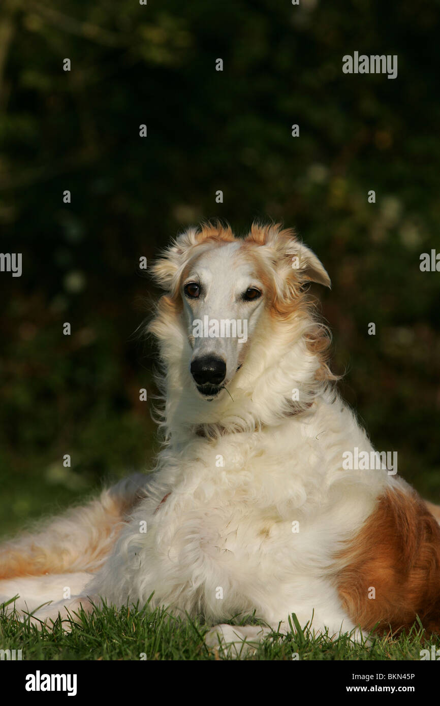 Borzois hi-res stock photography and images - Alamy