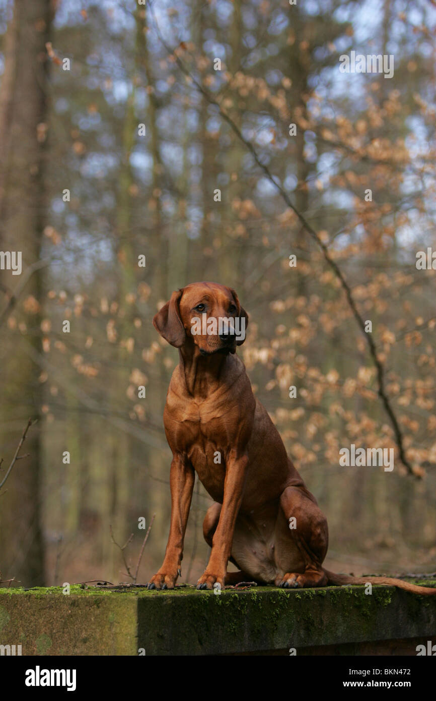 female rhodesian ridgeback Stock Photo - Alamy