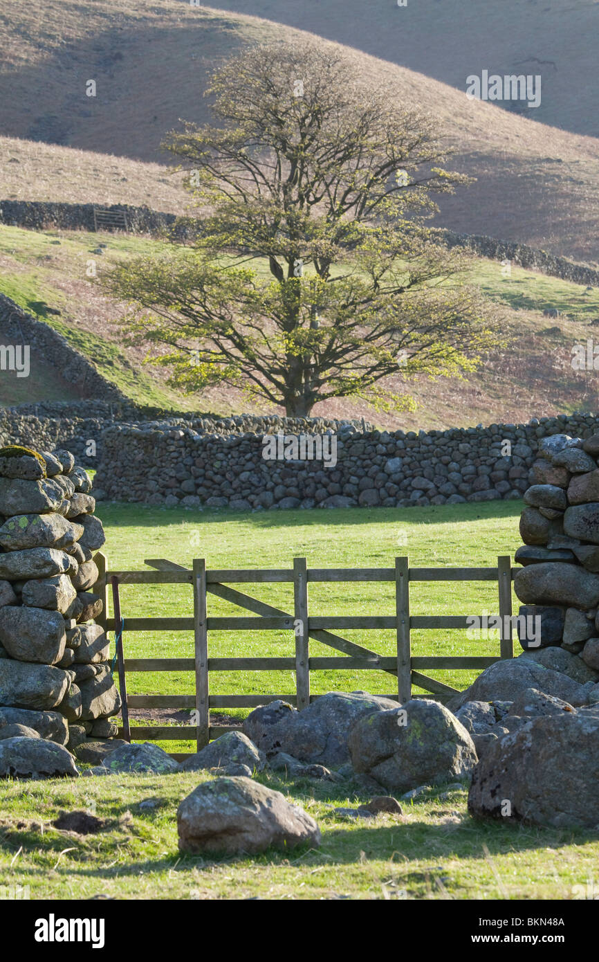 Dry stone walls with a gate and a tree beyond in the English Lake ...