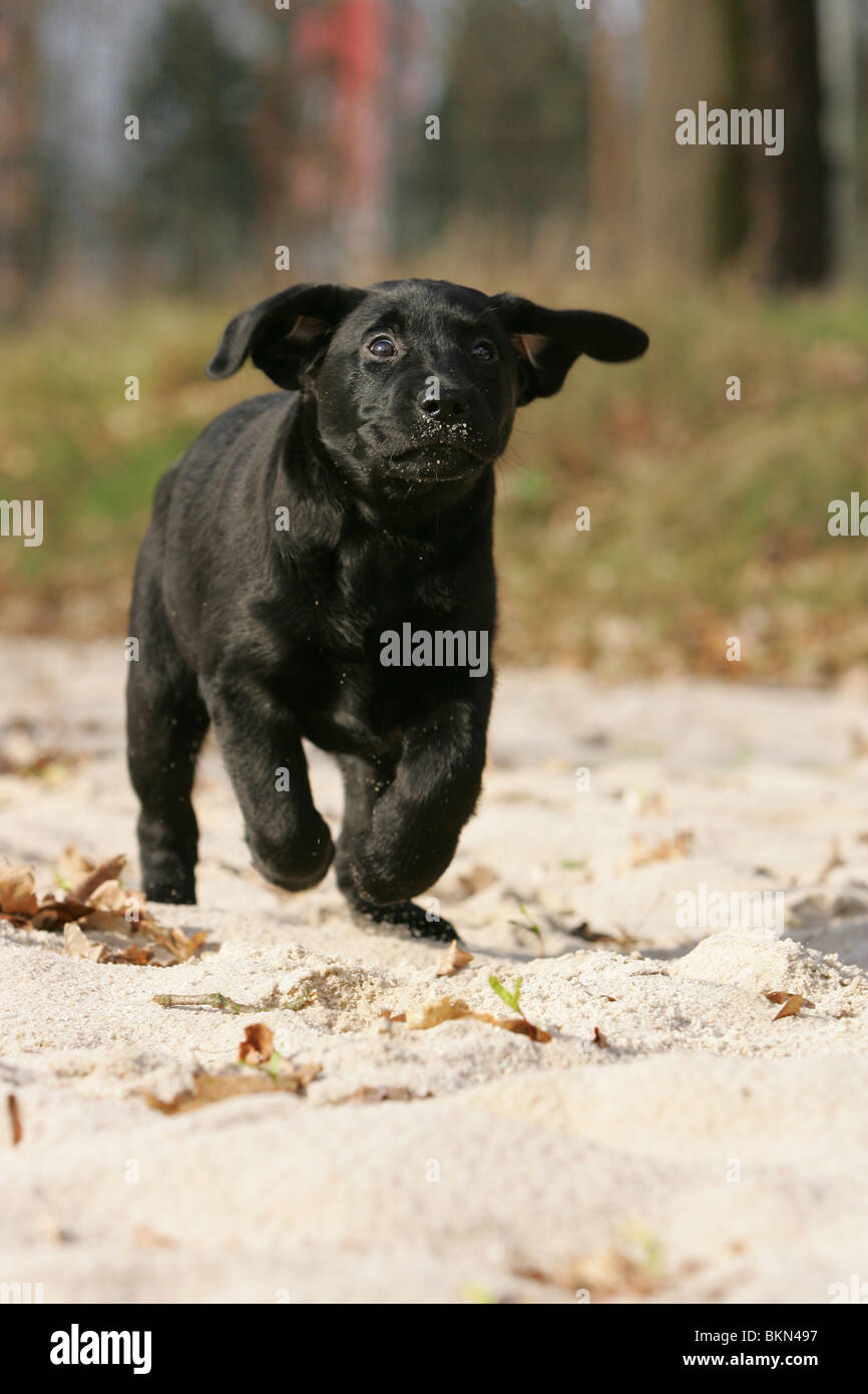 running Labrador Retriever puppy Stock Photo - Alamy