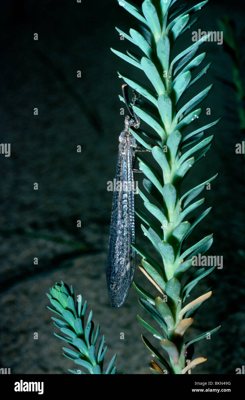 Myrmeleon formicarius antlion ant lion hi-res stock photography and ...