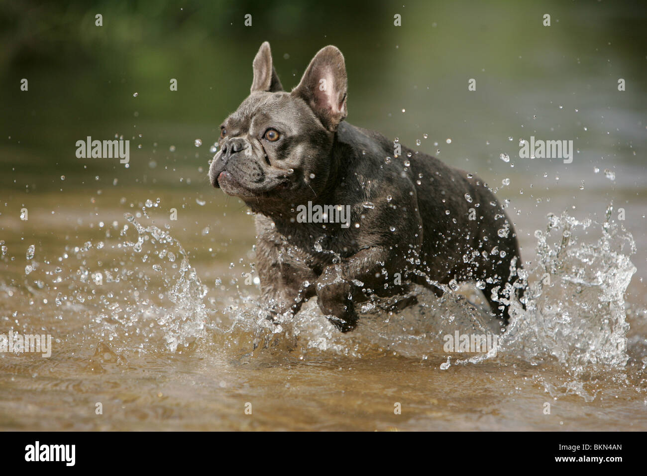 bathing French Bulldog Stock Photo - Alamy